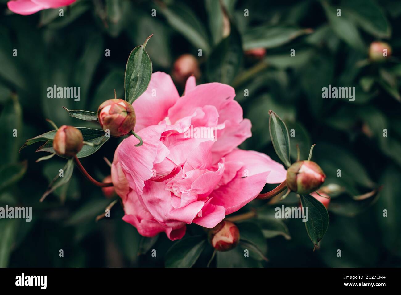 Blooming fresh pink peony bushes in the garden. Summer flowers. Soft ...