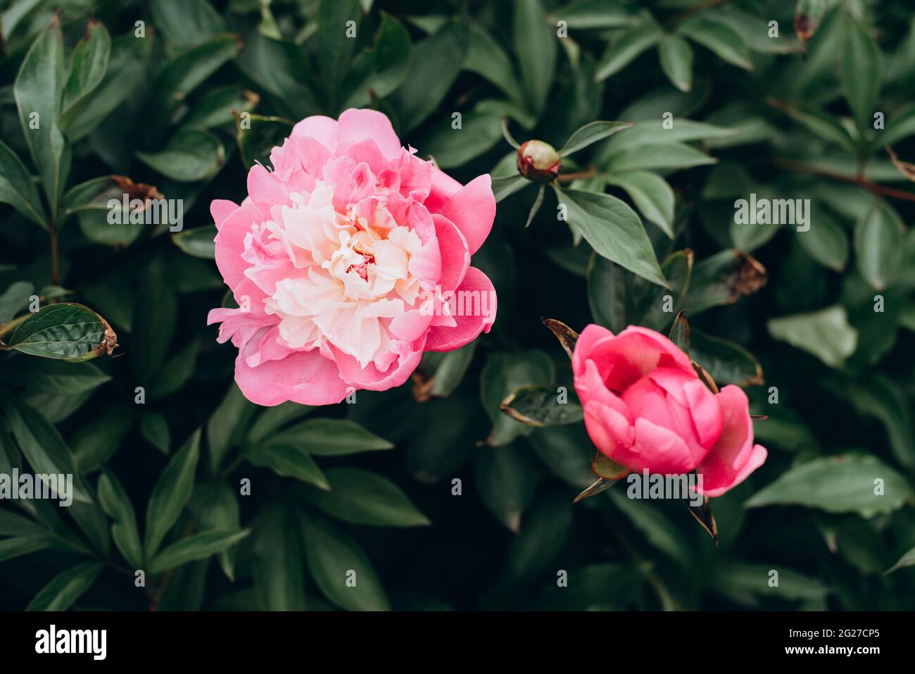 Blooming fresh pink peony bushes in the garden. Summer flowers. Soft ...
