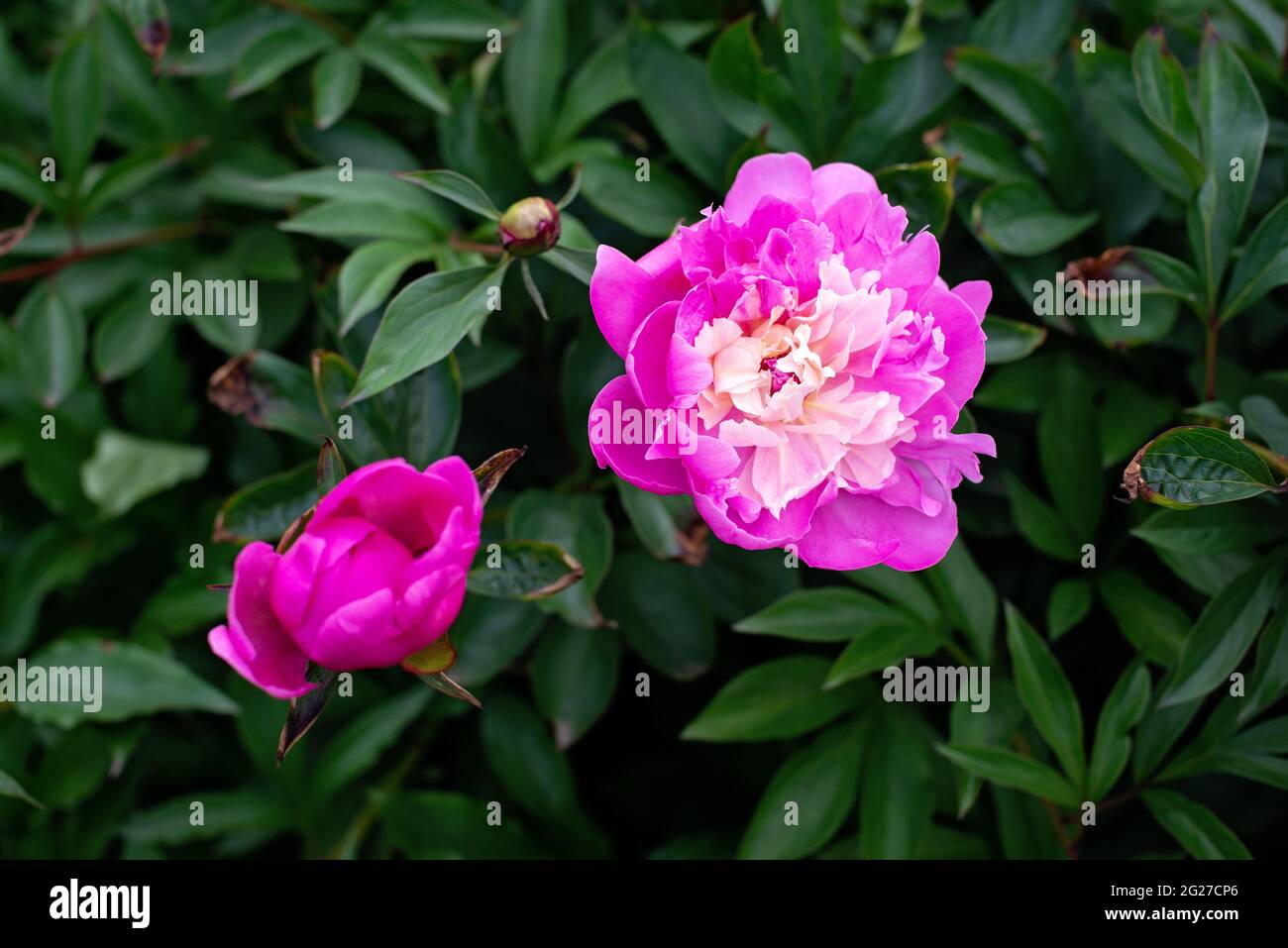 Blooming fresh pink peony bushes in the garden. Summer flowers. Soft ...
