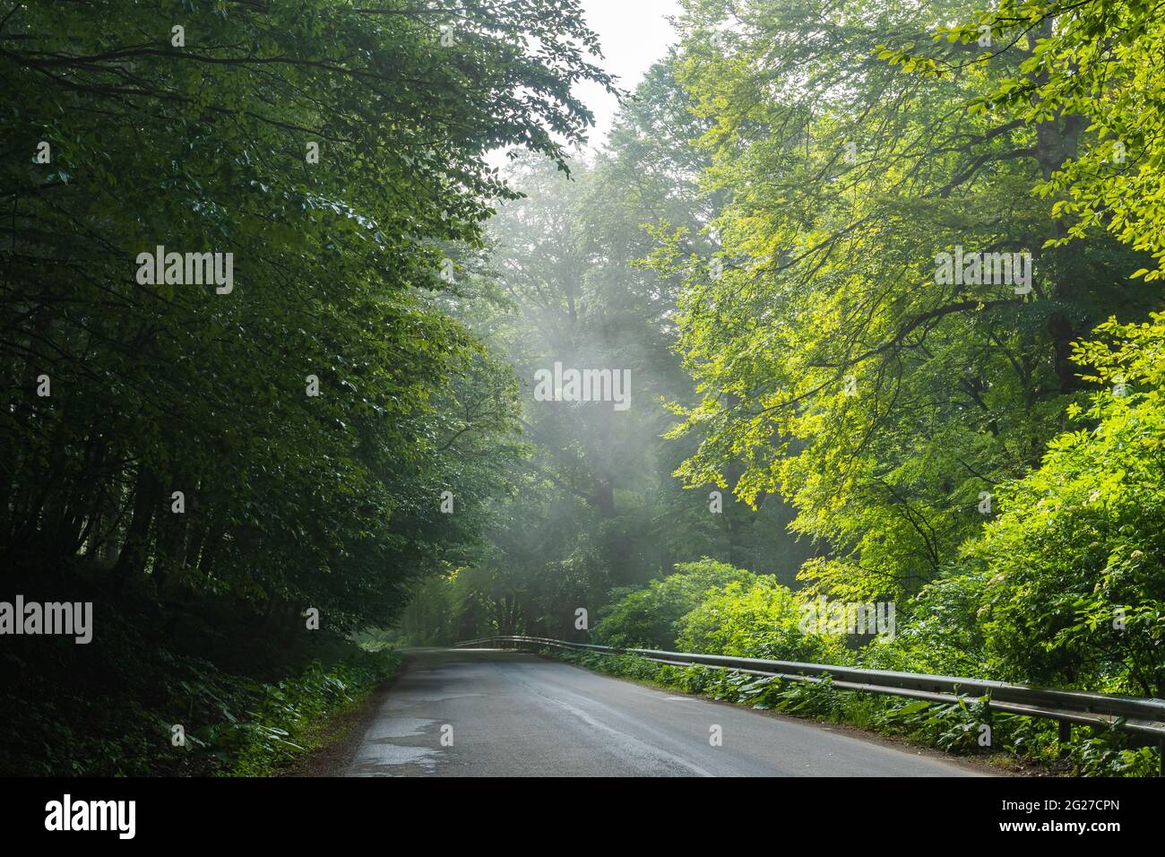 Sabaduri forest in summer, a beautiful place in the north of Tbilisi ...