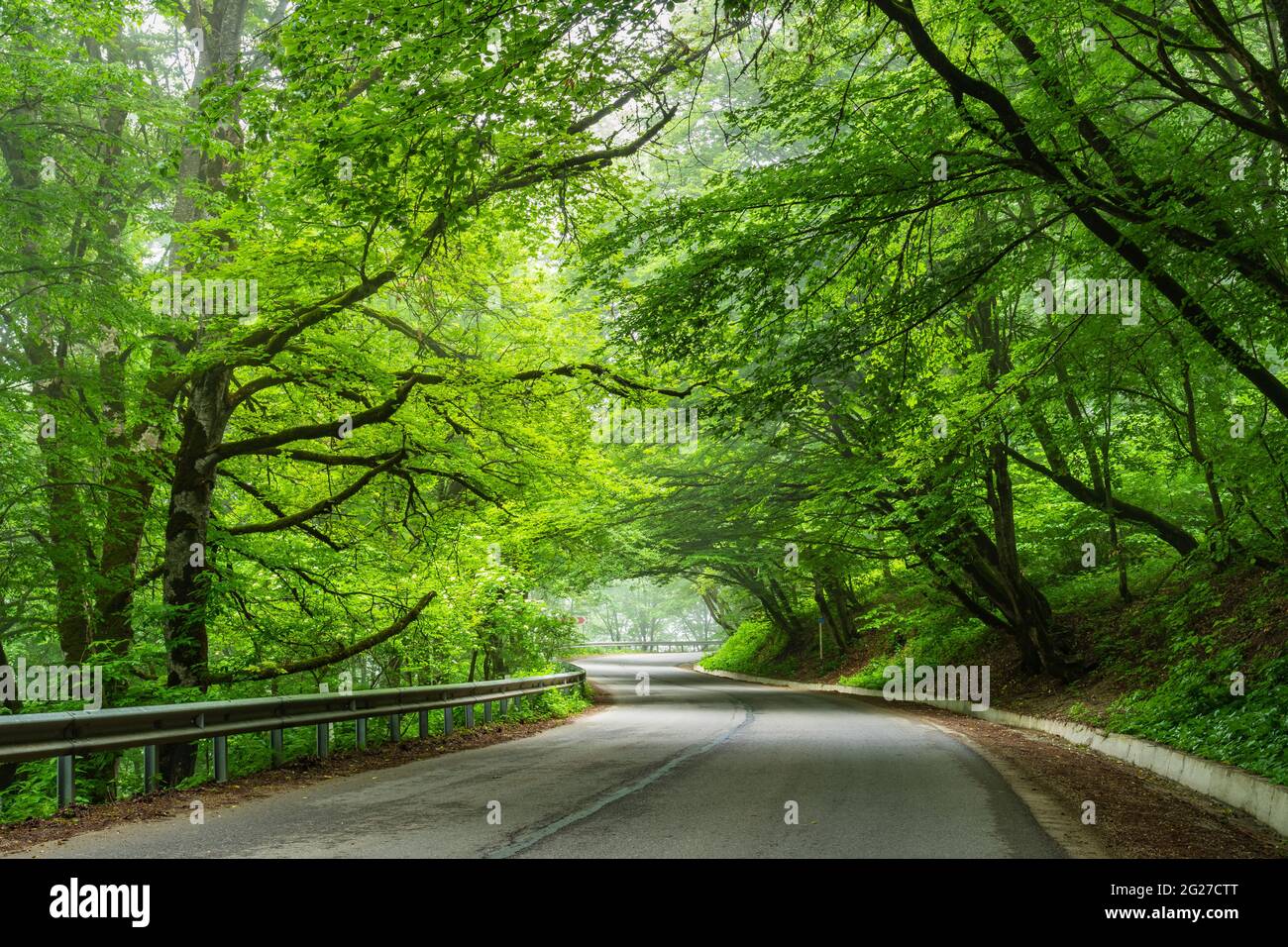 Sabaduri forest in summer, a beautiful place in the north of Tbilisi ...