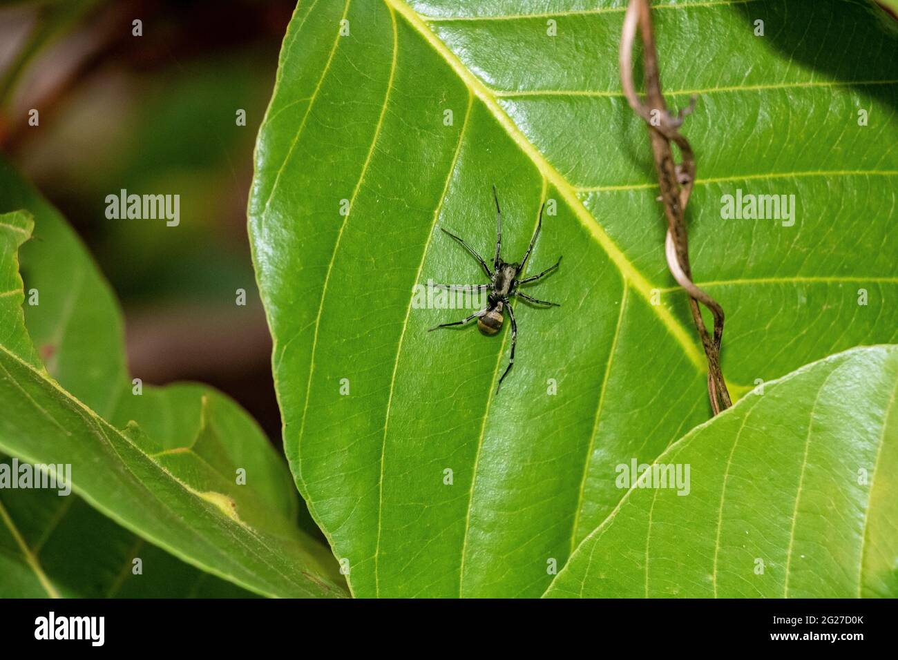 Ground and Ant-mimic Sac Spiders - Family Corinnidae Stock Photo - Alamy