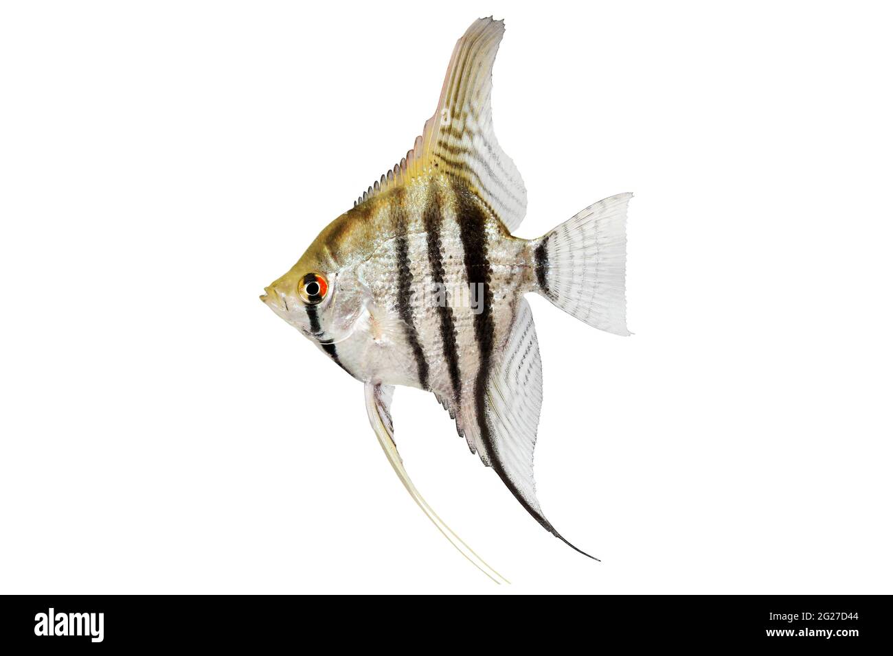 zebra angelfish pterophyllum scalare aquarium fish isolated on white ...