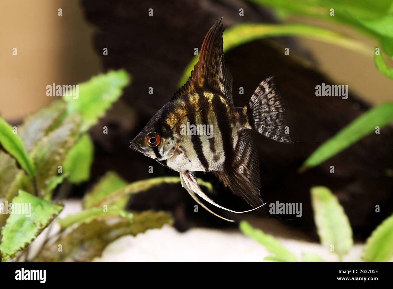 zebra angelfish pterophyllum scalare aquarium fish isolated on white ...