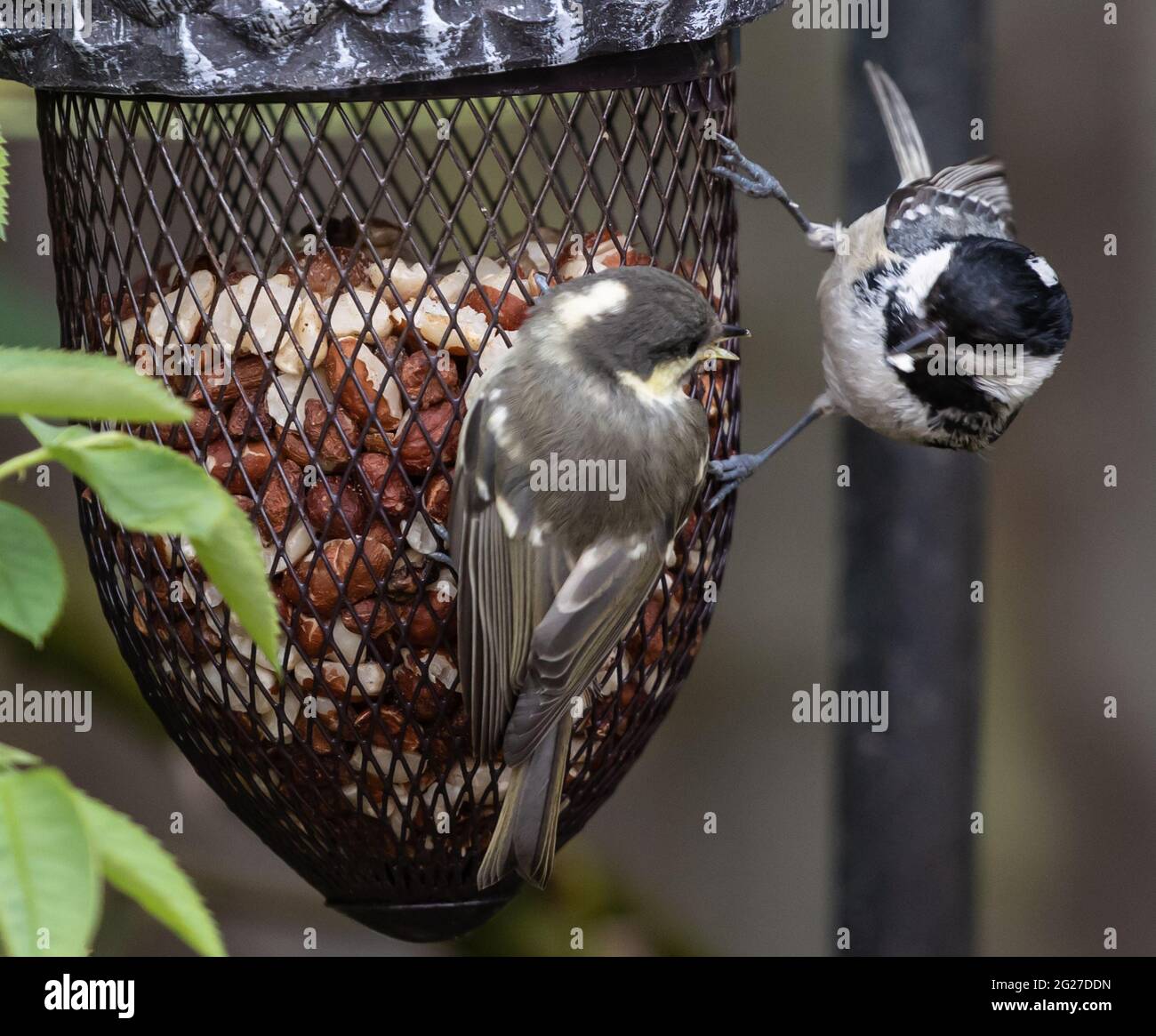 Pair of birds in a garden, trying to gain access to nuts in a metal ...