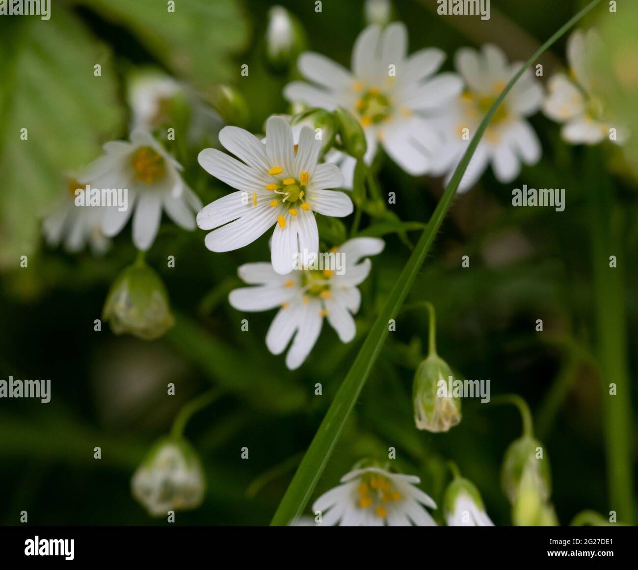 Closeup of vibrant chickweeds in a sunny garden with tall blades of ...