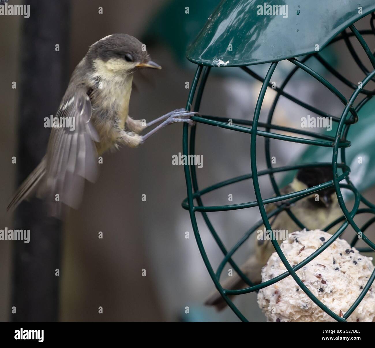 Closeup of a small bird grabbing the metal wires of a birdfeeder in a ...