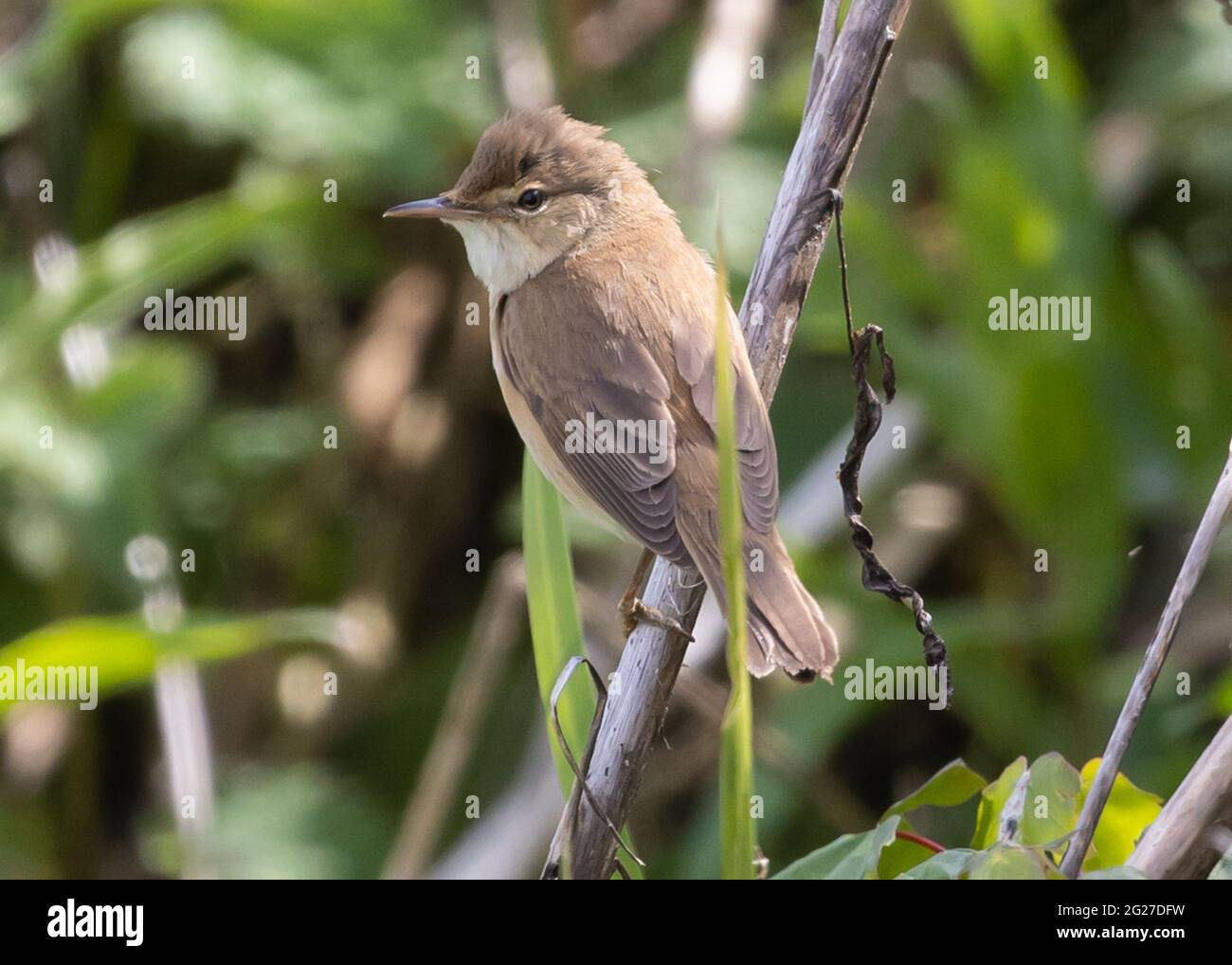 Closeup of a common nightingale bird standing on a narrow tree branch ...