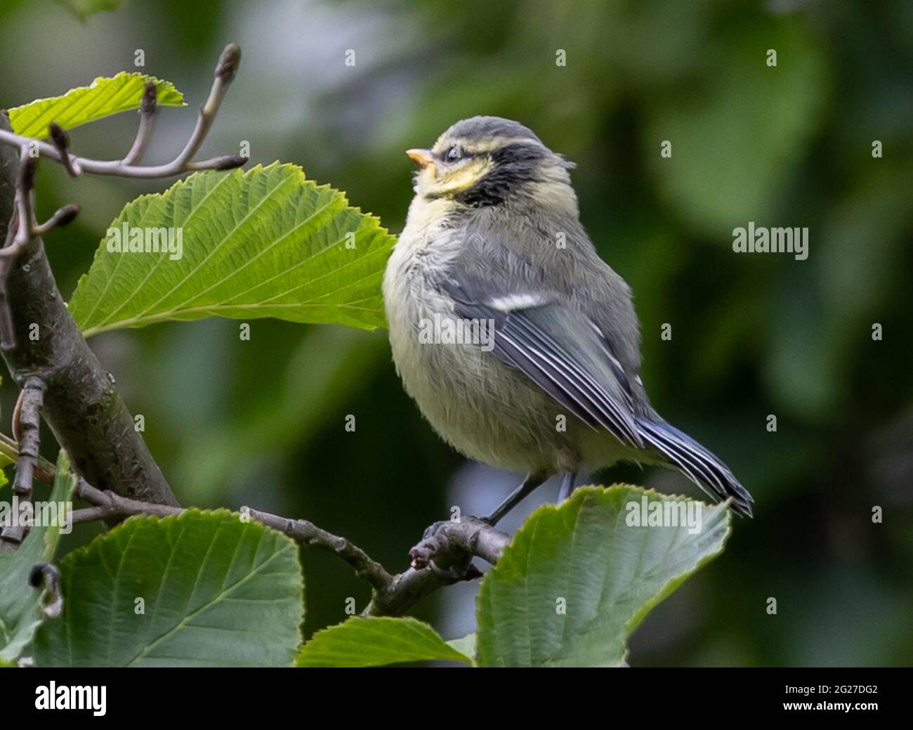 Cute warbler standing on a branch in a sunny garden with leaves around ...