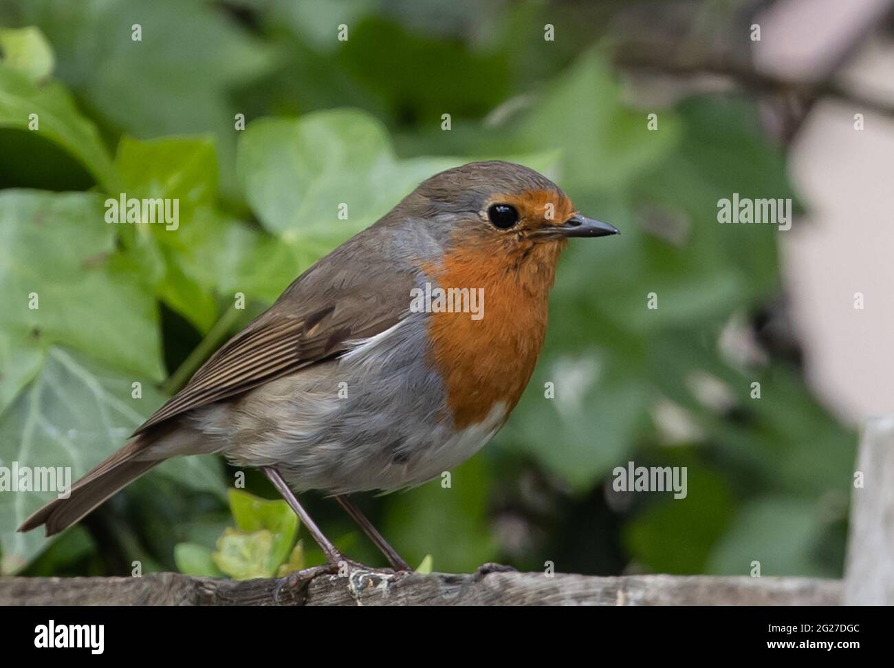 Closeup of a cute little European robin in a sunny garden with leaves ...
