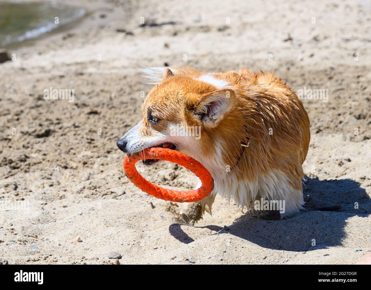 A red-and-white dog, wet after swimming, plays on the sand on the beach ...