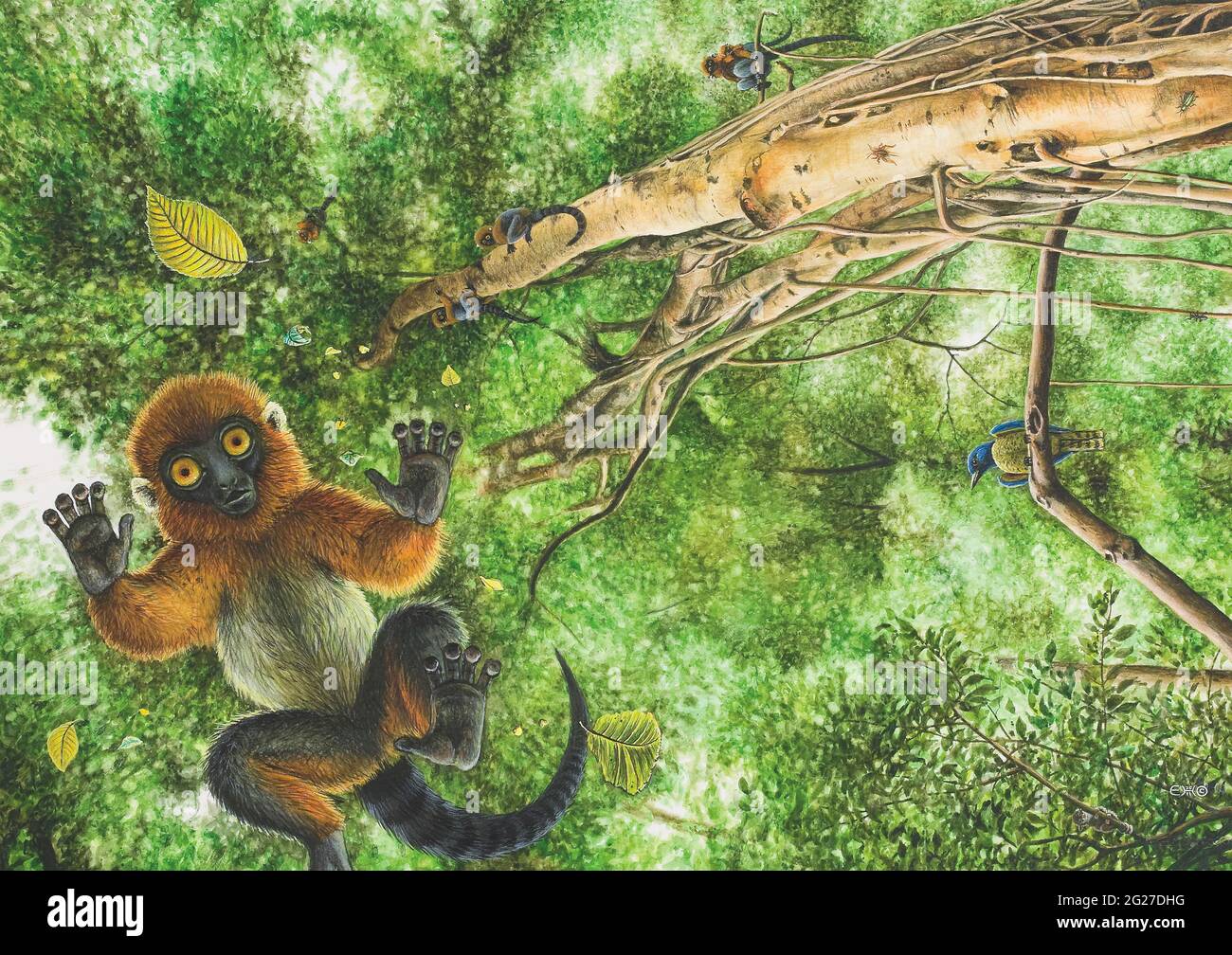 Tertiary animals hi-res stock photography and images - Alamy