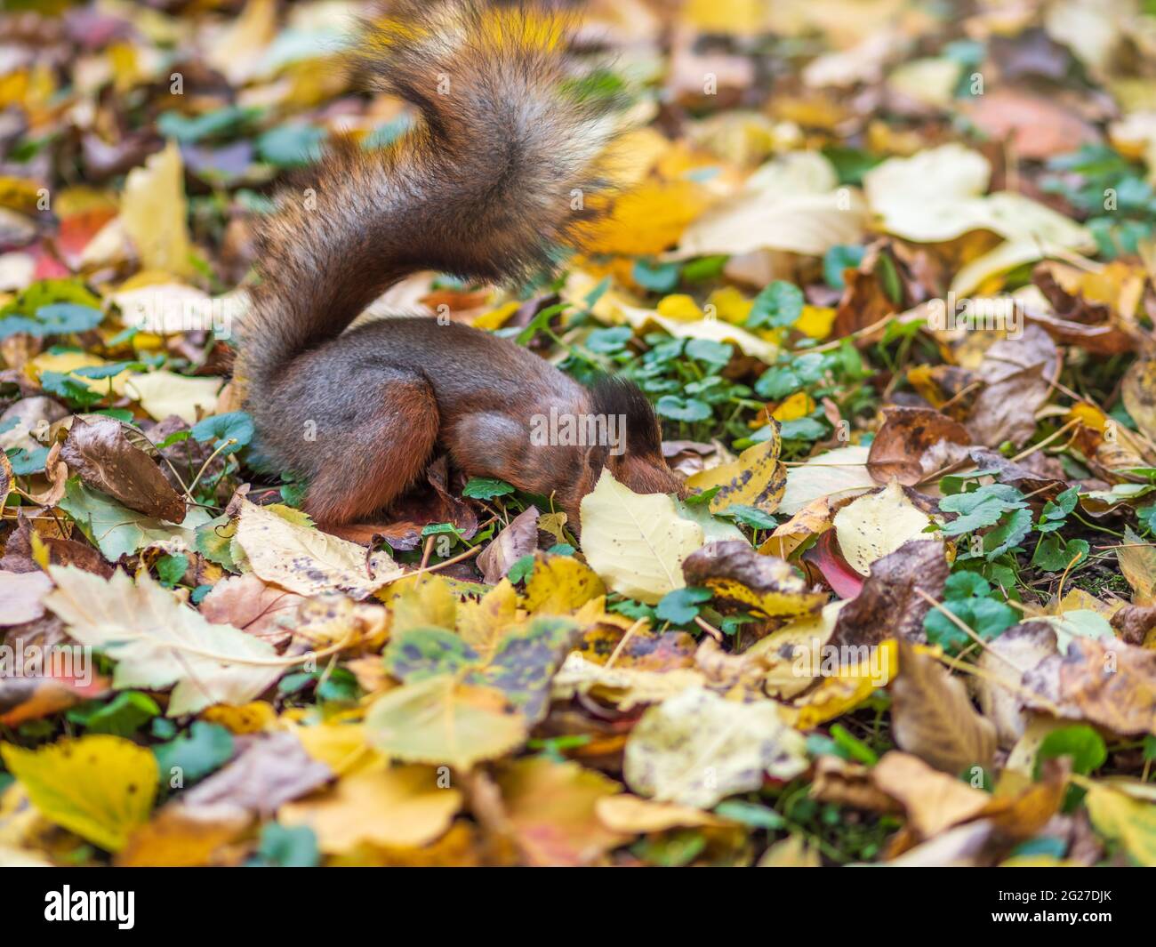 Squirrel in autumn hides nuts on the green grass with fallen yellow ...
