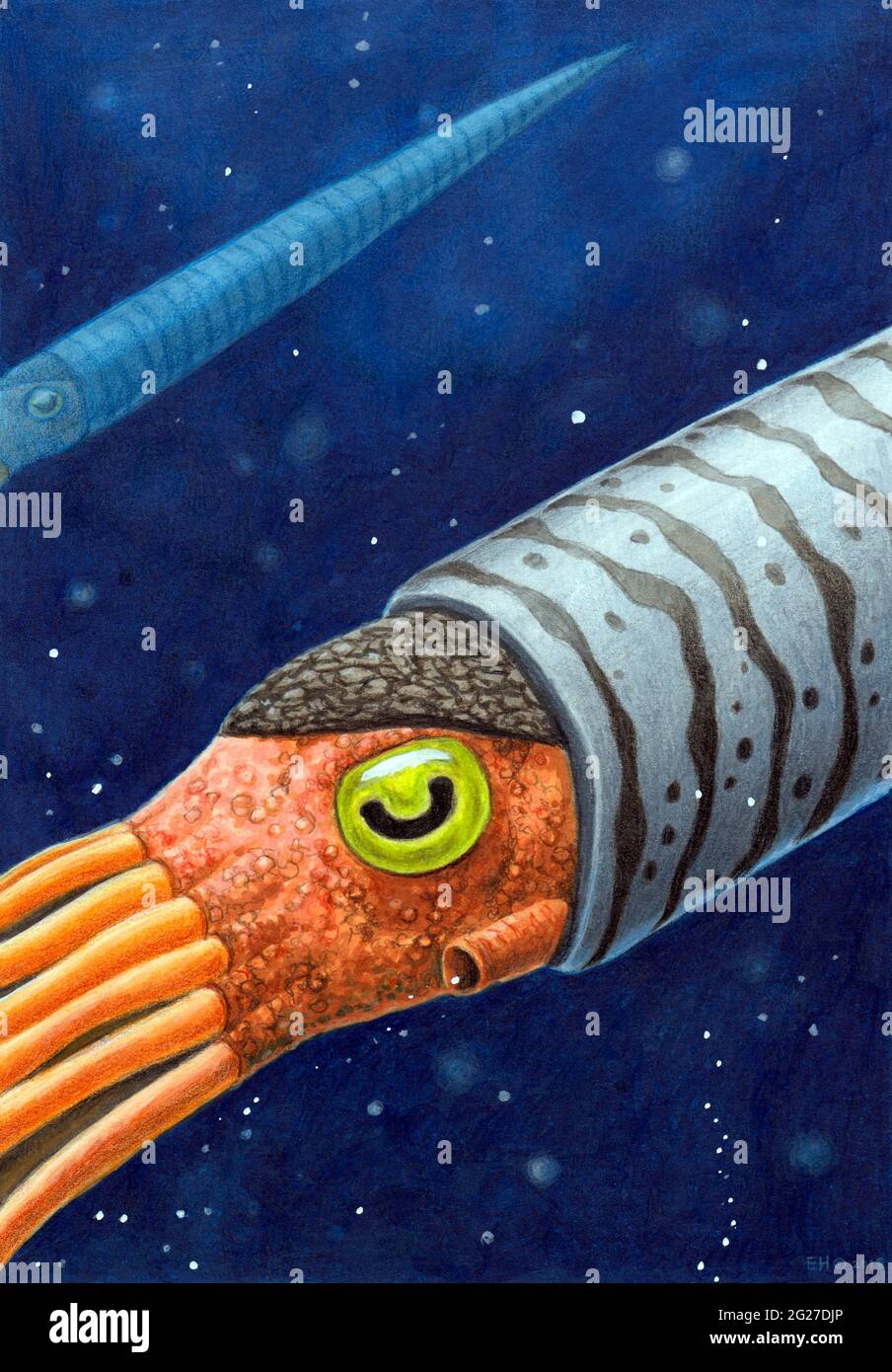 Ordovician invertebrate hi-res stock photography and images - Alamy