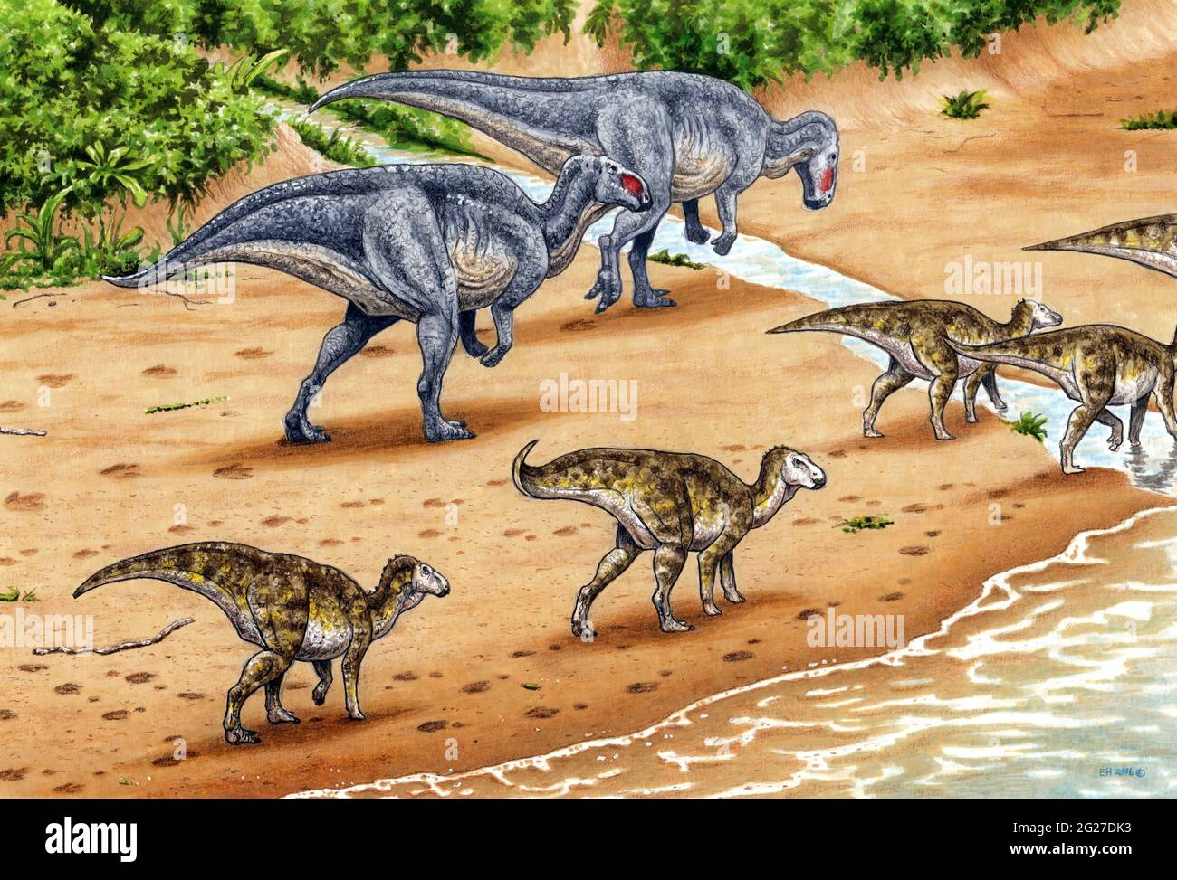 Hadrosauridae High Resolution Stock Photography and Images - Alamy