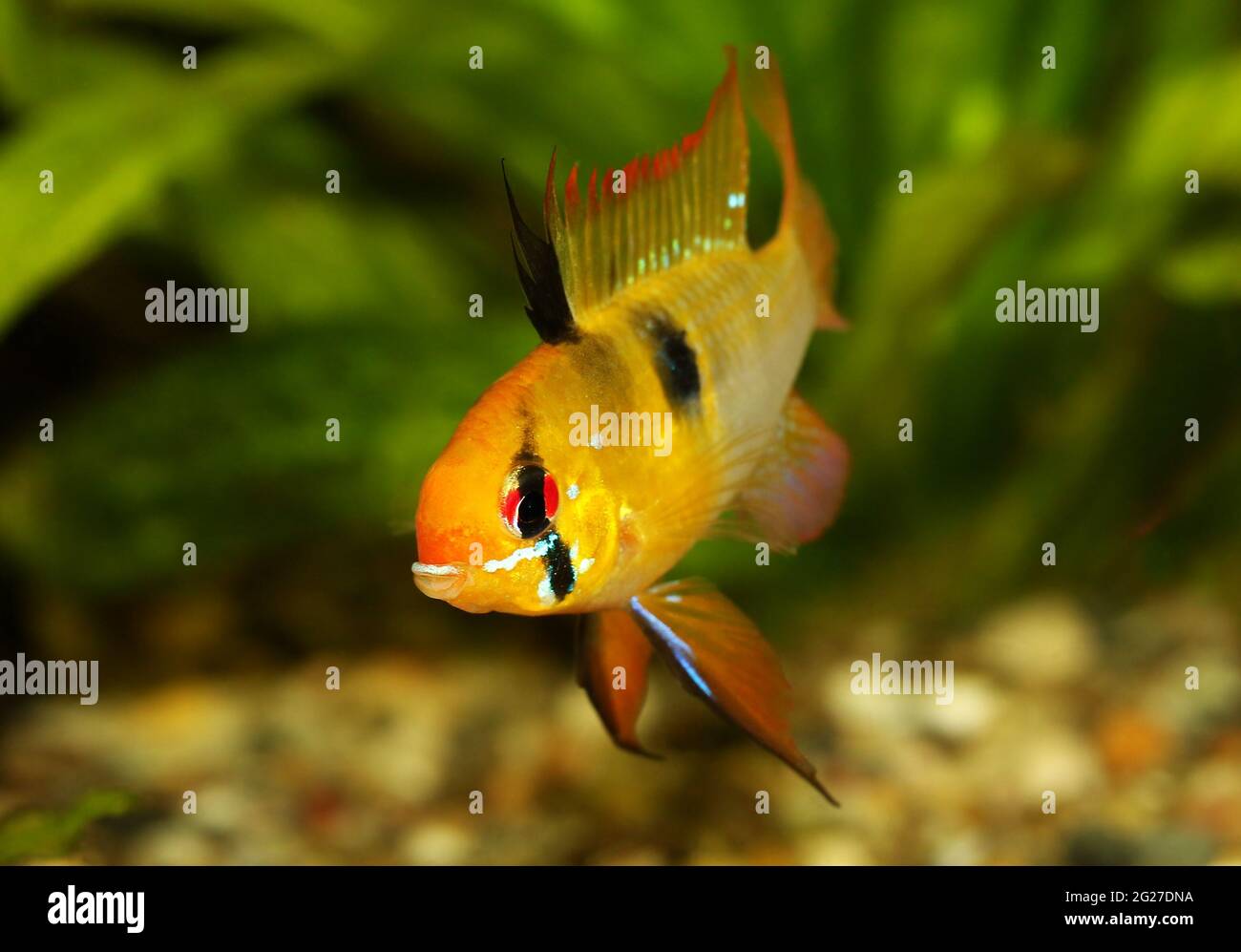 German Ram cichlid Mikrogeophagus ramirezi aquarium fish butterfly ...