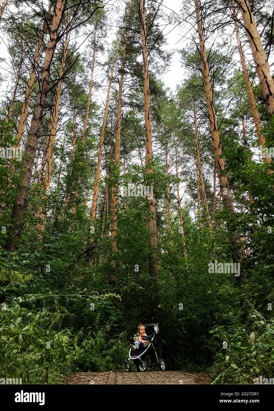 A little girl in a stroller next to very tall pine trees Stock Photo ...