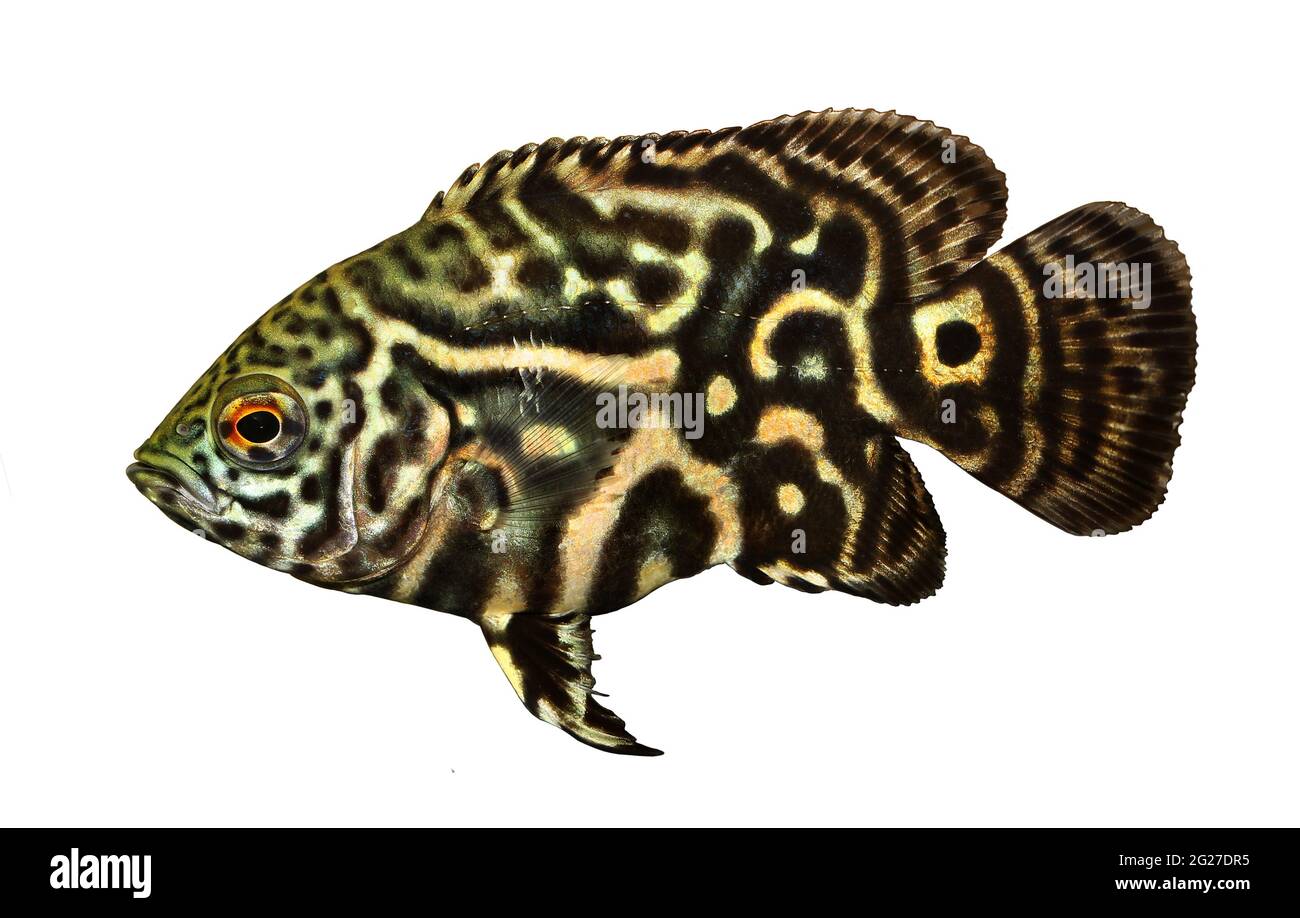 Tiger Oscar Cichlid Astronotus ocellatus aquarium fish Stock Photo - Alamy