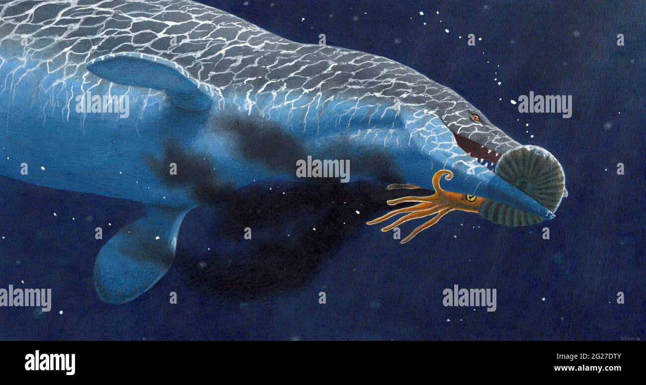 Ammonite drawing hi-res stock photography and images - Alamy