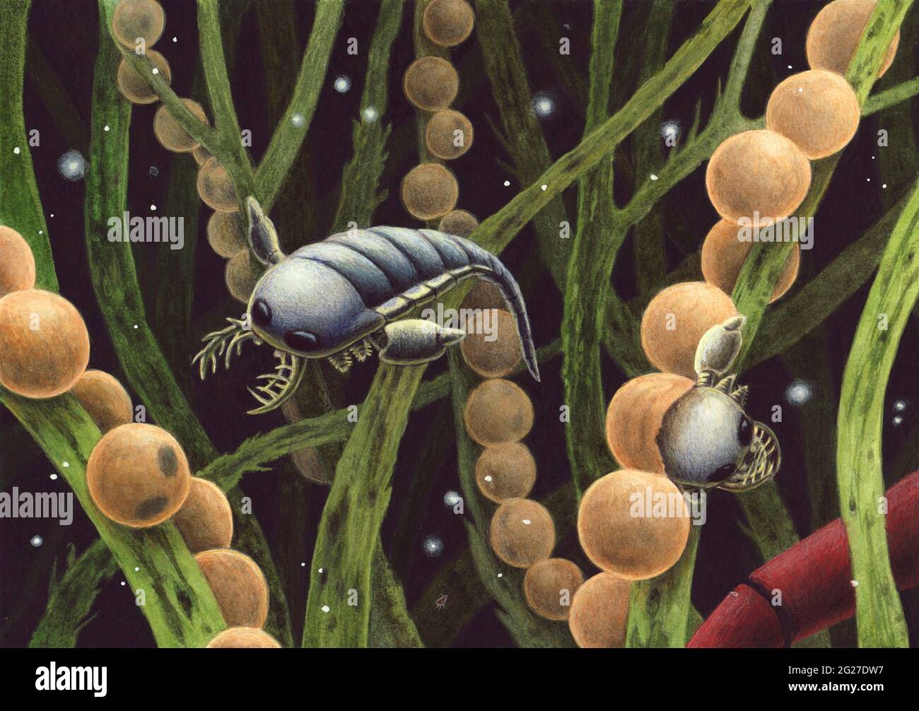 Eurypterid sea scorpion hi-res stock photography and images - Alamy