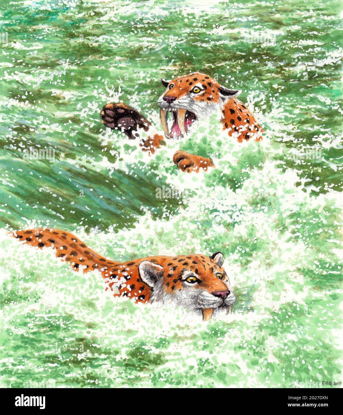 Sabertooth water hi-res stock photography and images - Alamy