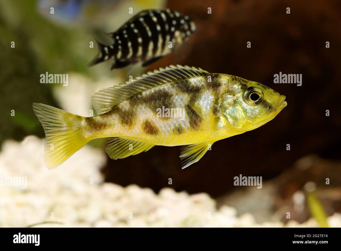 Venustus Cichlid Nimbochromis venustus aquarium fish Stock Photo - Alamy