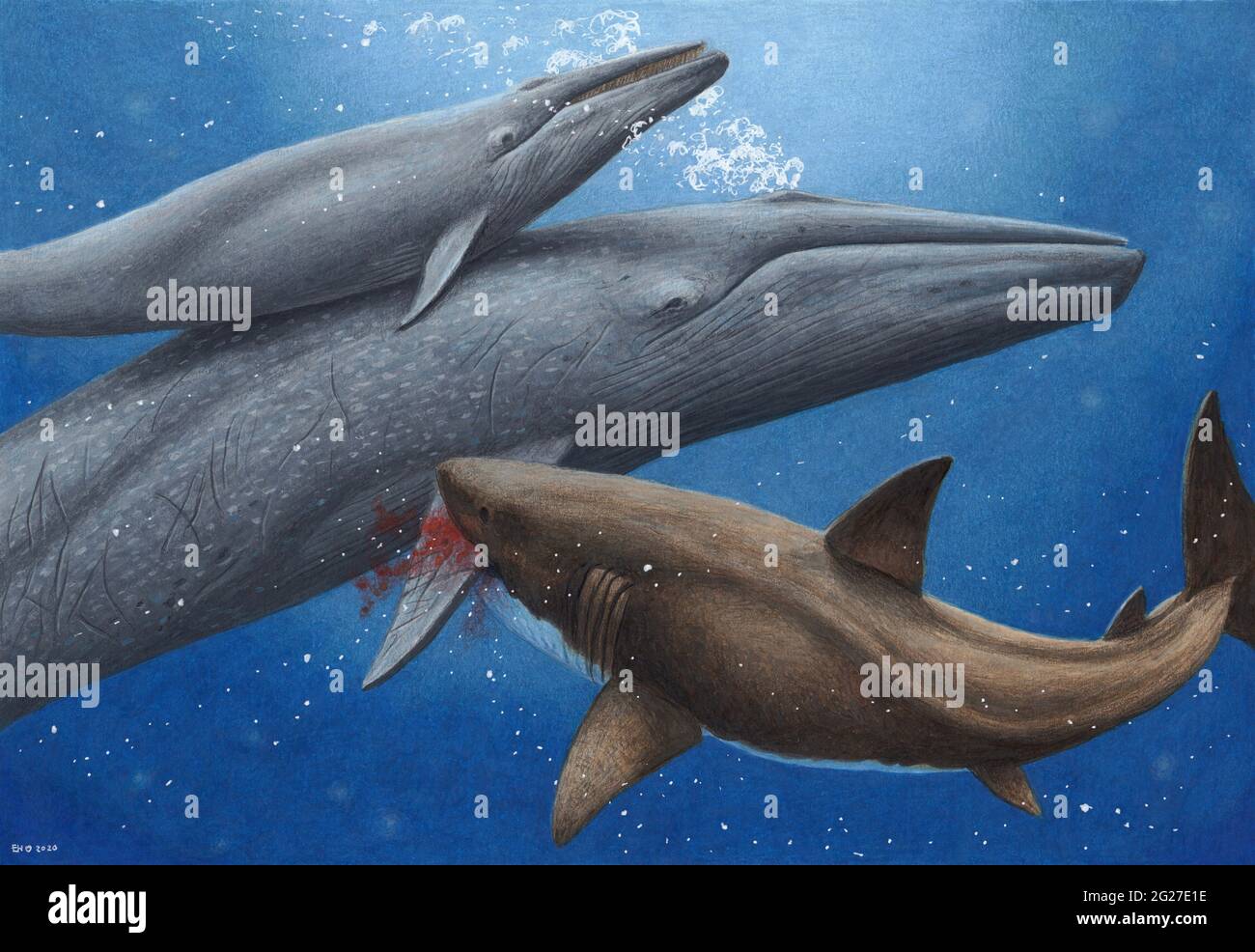 Carcharodon megalodon prehistoric hi-res stock photography and images ...