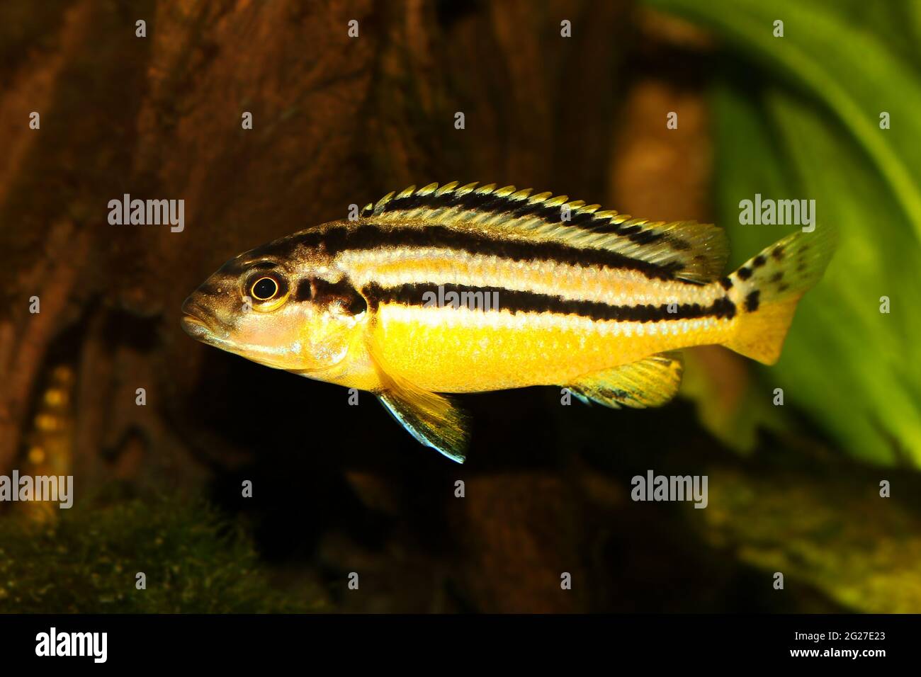 Golden mbuna melanochromis auratus hi-res stock photography and images ...