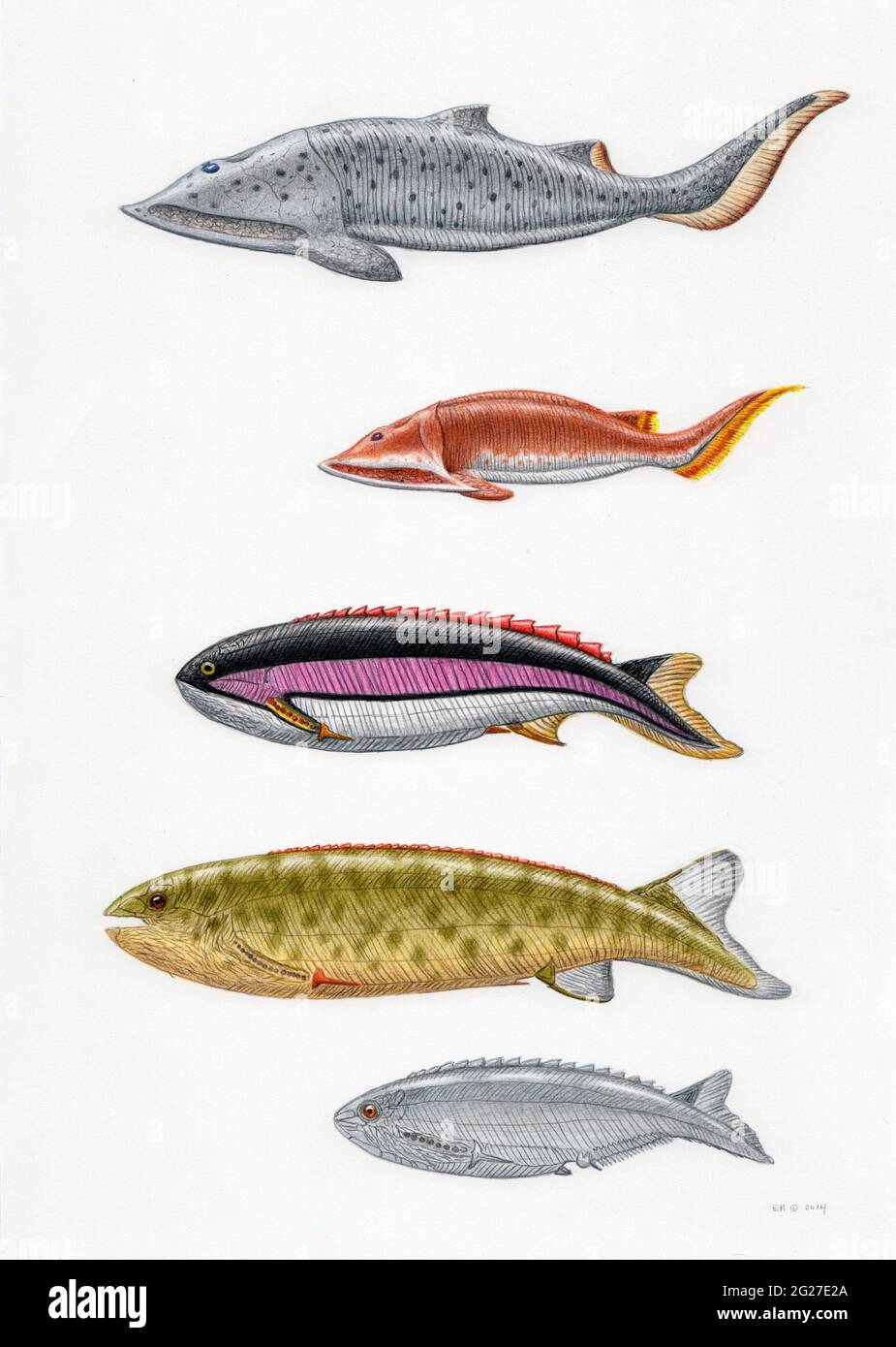 Extinct jawless fish hi-res stock photography and images - Alamy