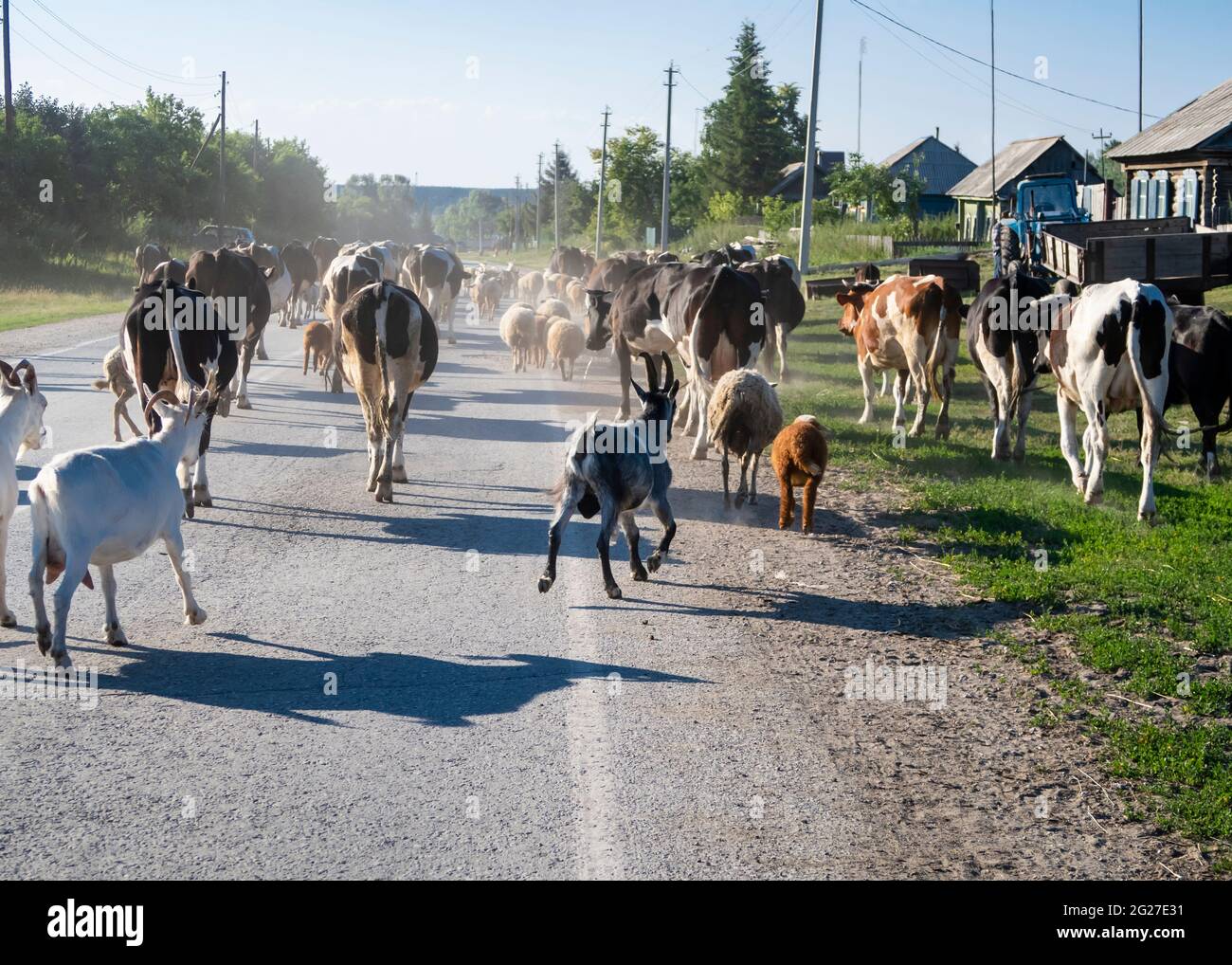 A herd of cows and goats walks down the street of a village in Russia ...