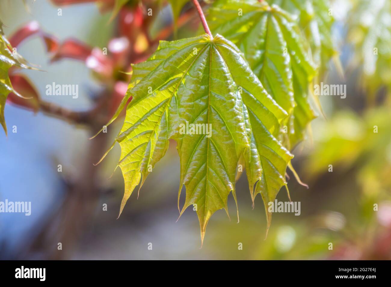Blooming Norway Maple, Acer platanoides, in beautiful light. Spring ...