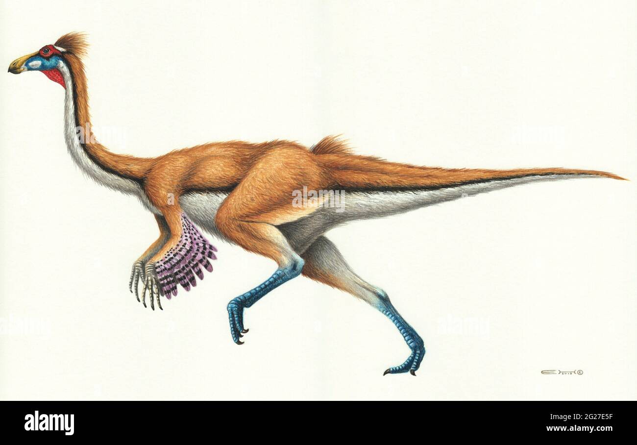 Dinosaur Gallimimus High Resolution Stock Photography and Images - Alamy