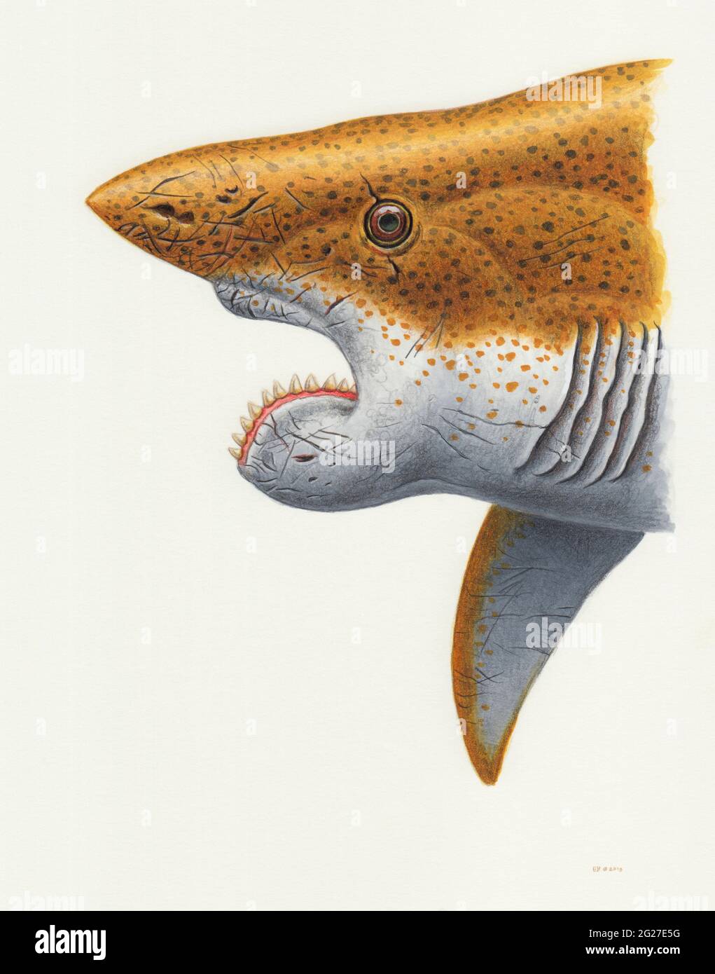 Helicoprion shark, headshot on white background Stock Photo - Alamy