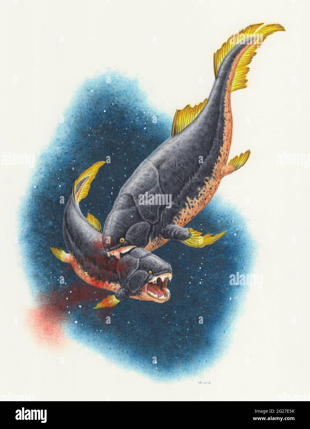 Dunkleosteus fish hi-res stock photography and images - Alamy