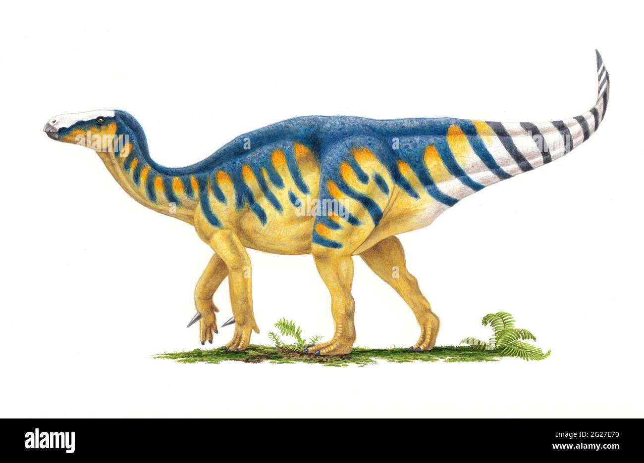 Ornithopod dinosaur hadrosaur hi-res stock photography and images - Alamy