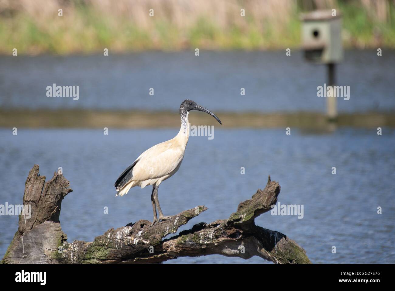 Australian white ibis hi-res stock photography and images - Alamy