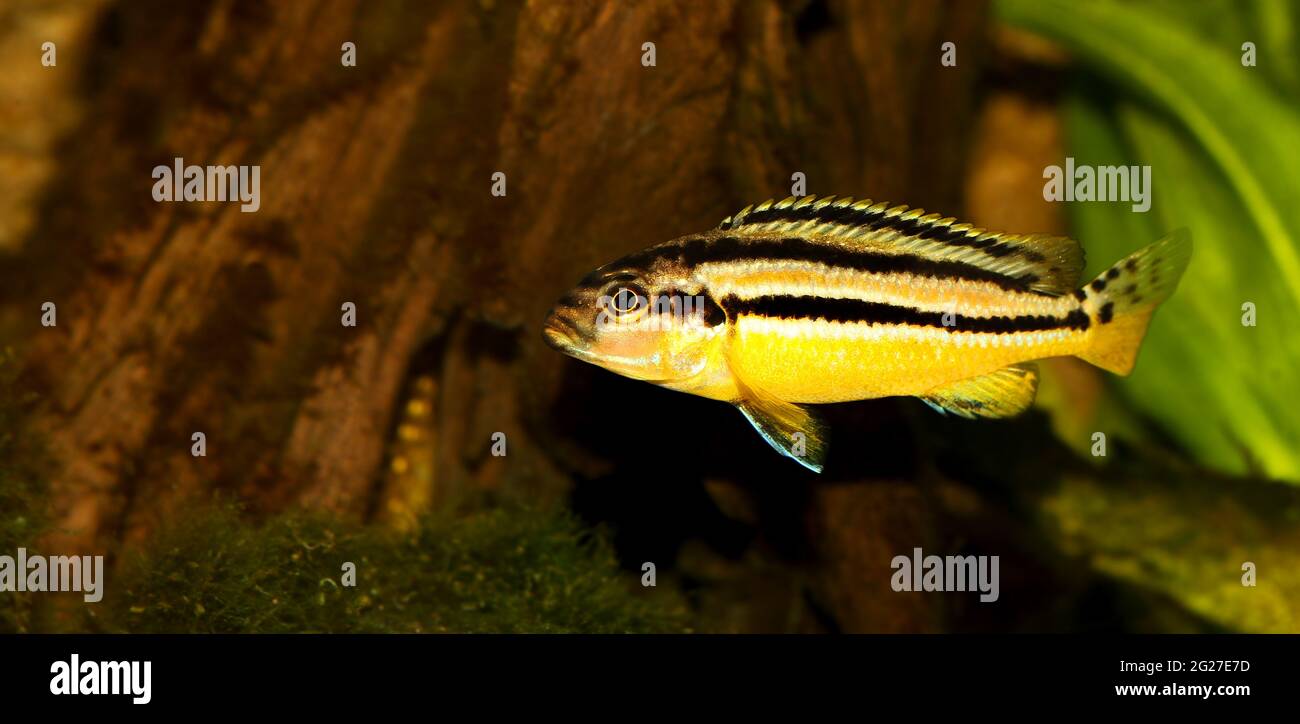 Auratus cichlid Melanochromis auratus golden mbuna aquarium fish ...