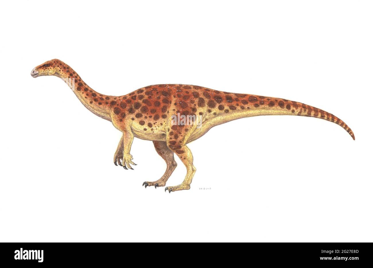 Plateosaurus High Resolution Stock Photography and Images - Alamy
