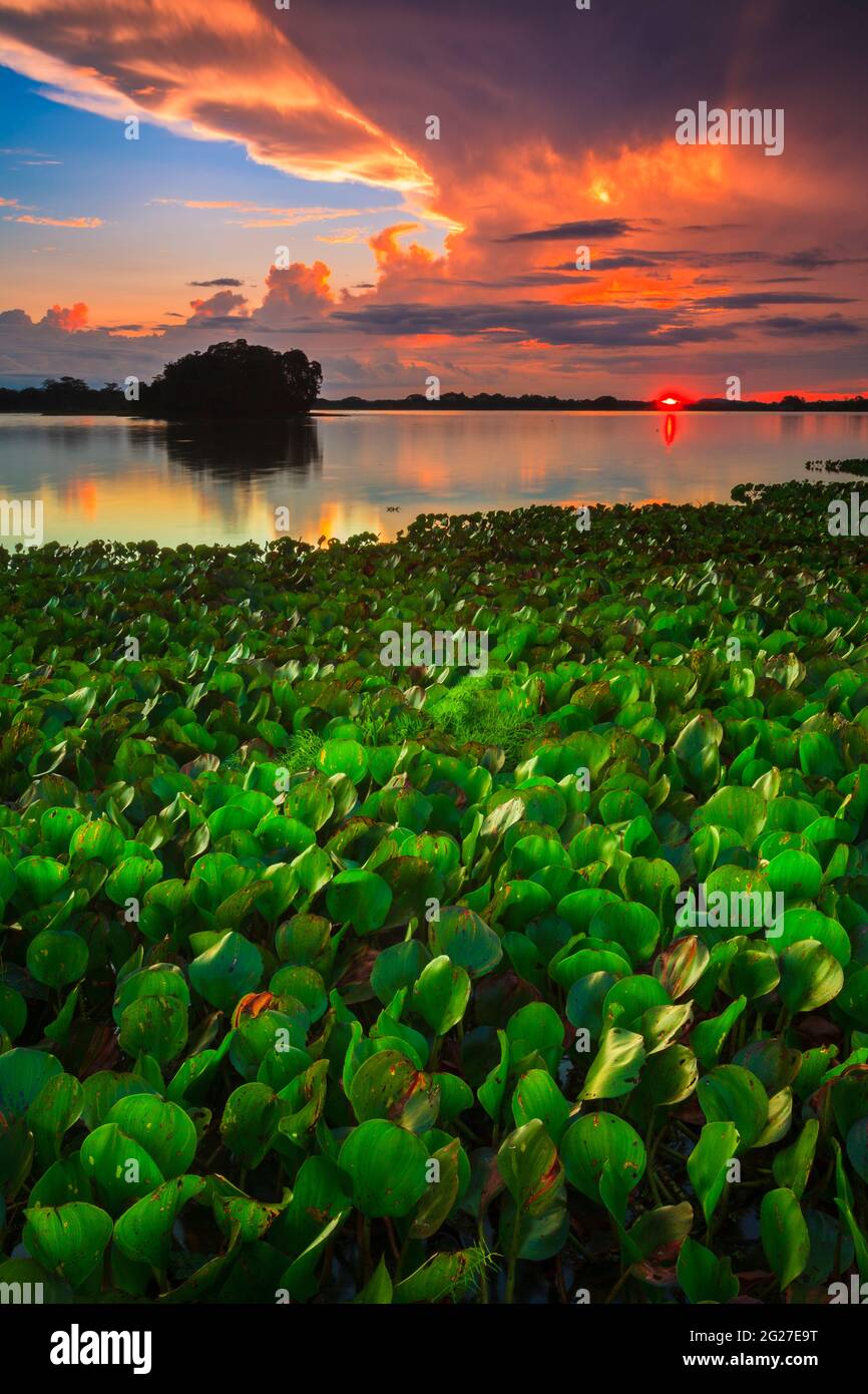 Panama landscape at sunset at the lakeside of Refugio de vida Silvestre ...