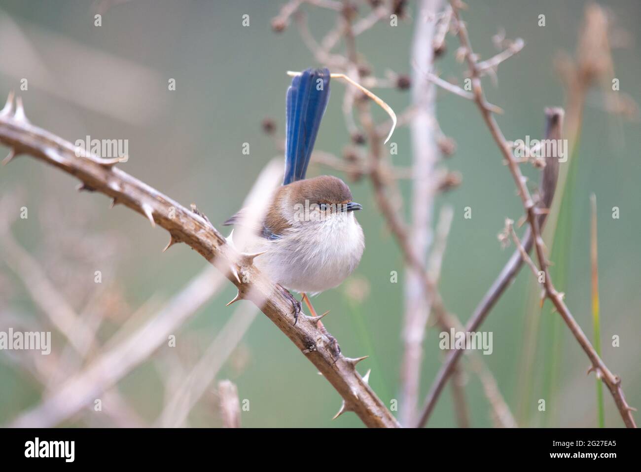 Superb Fairy Wren Stock Photo - Alamy