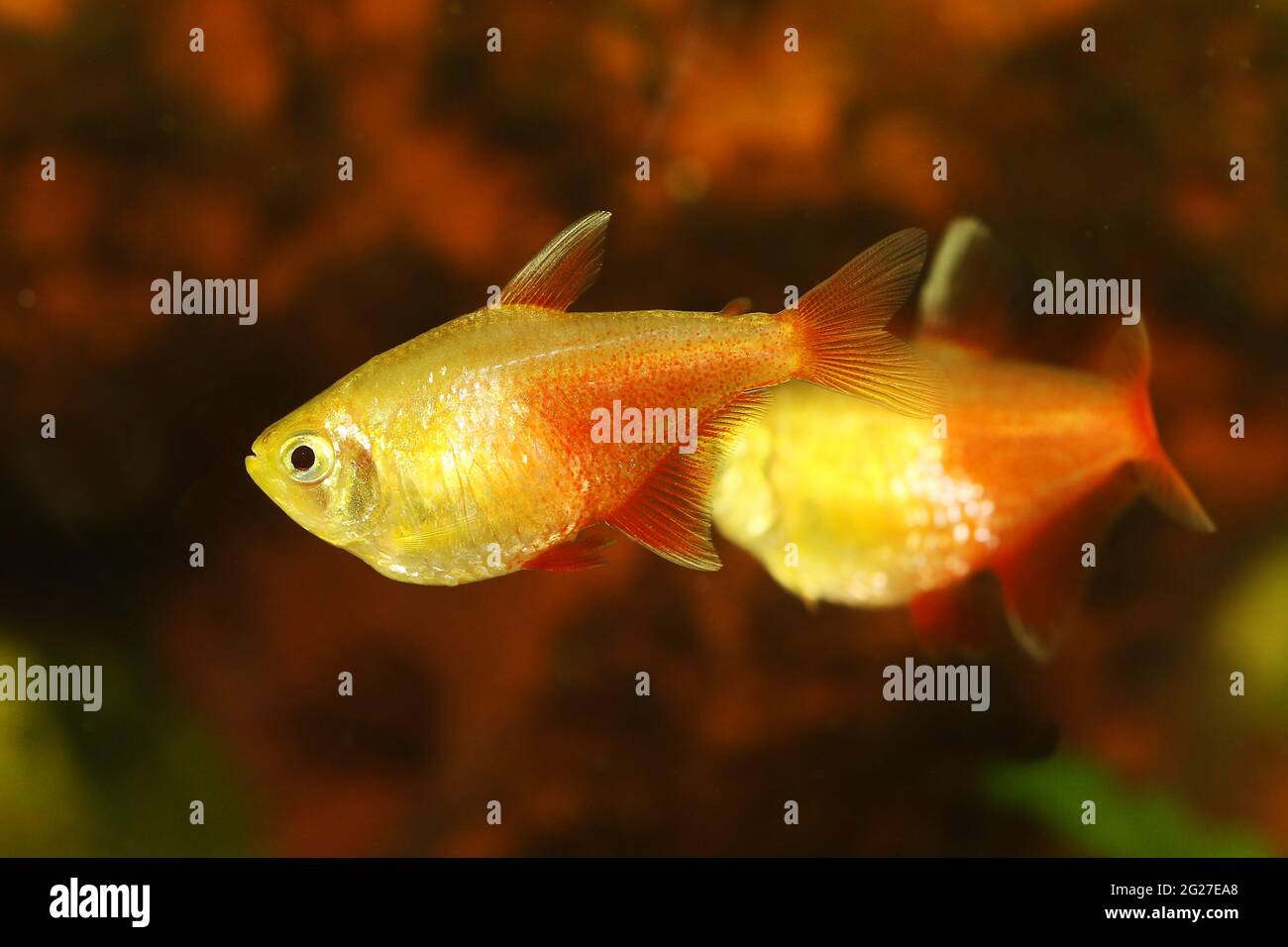 Orange Von Rio Flame Tetra Orange Von Rio Tetras At 5d Tropical!