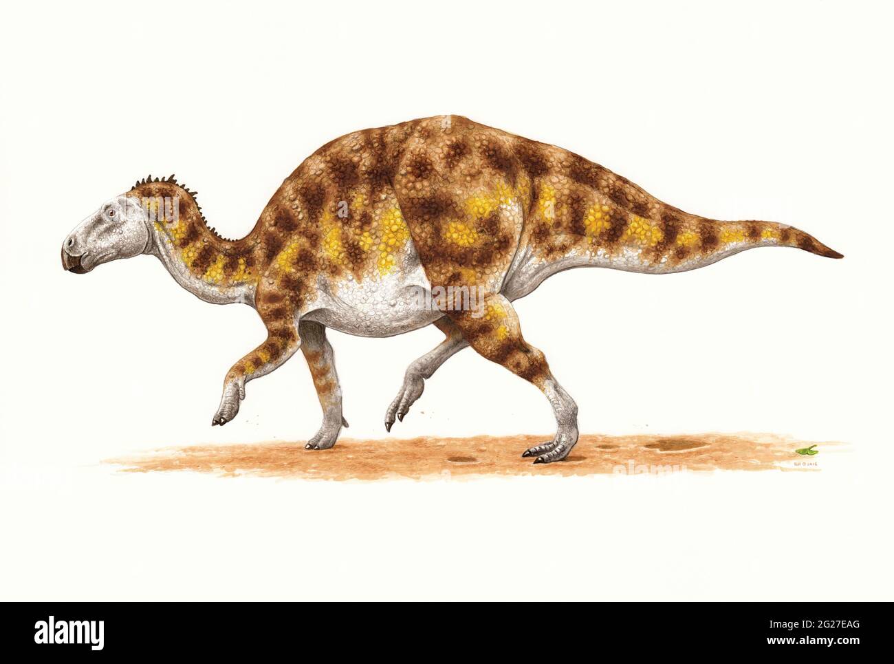 Hadrosaurus foulkii hi-res stock photography and images - Alamy