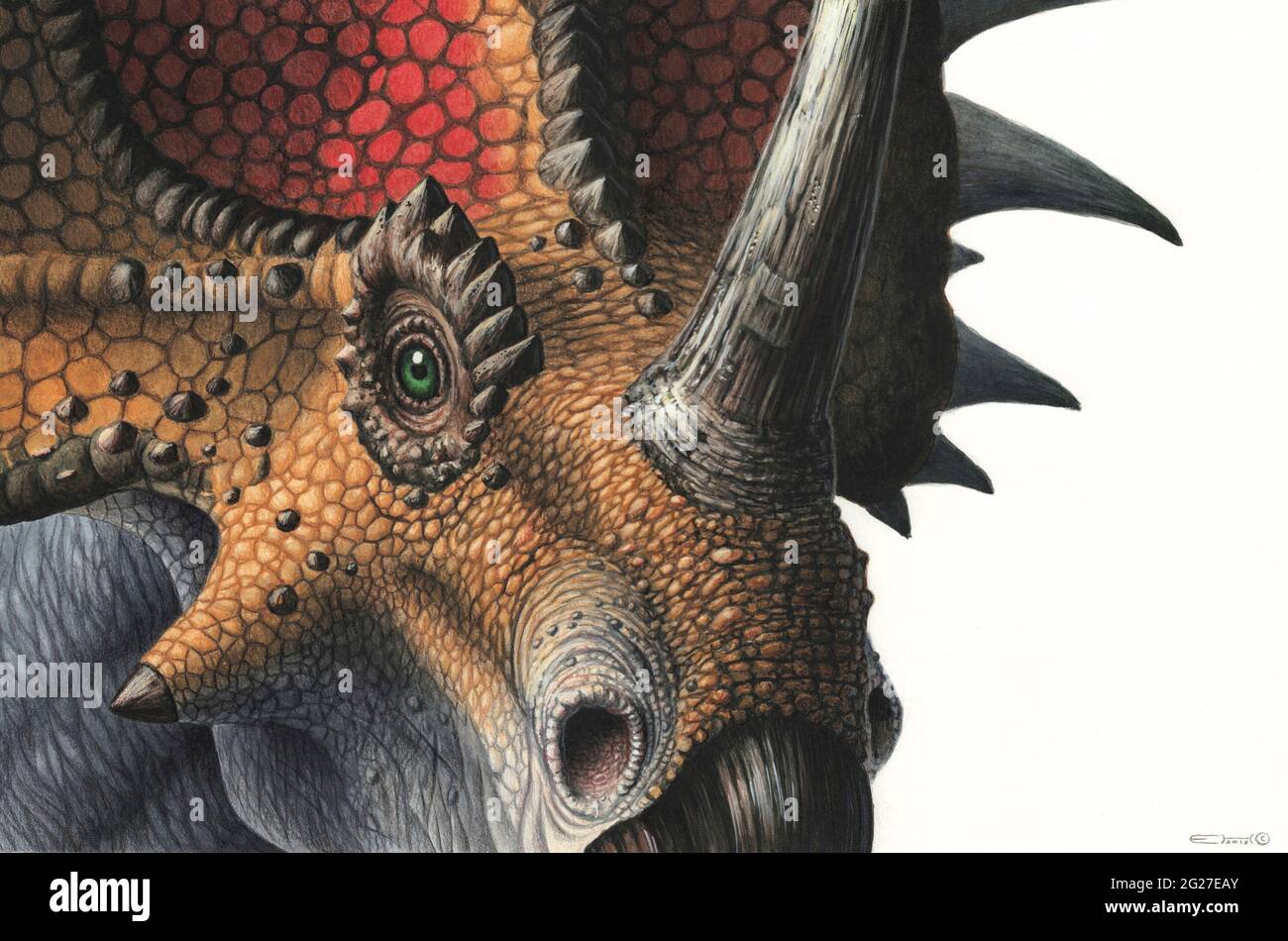 A styracosaurus hi-res stock photography and images - Alamy