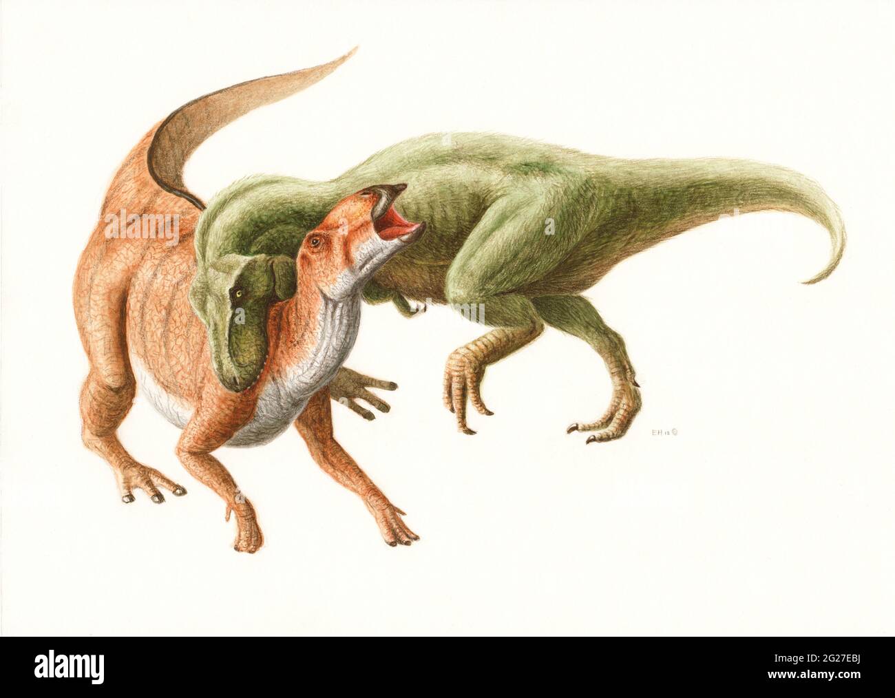 Tyrannosaurus rex dinosaurs fighting hi-res stock photography and ...