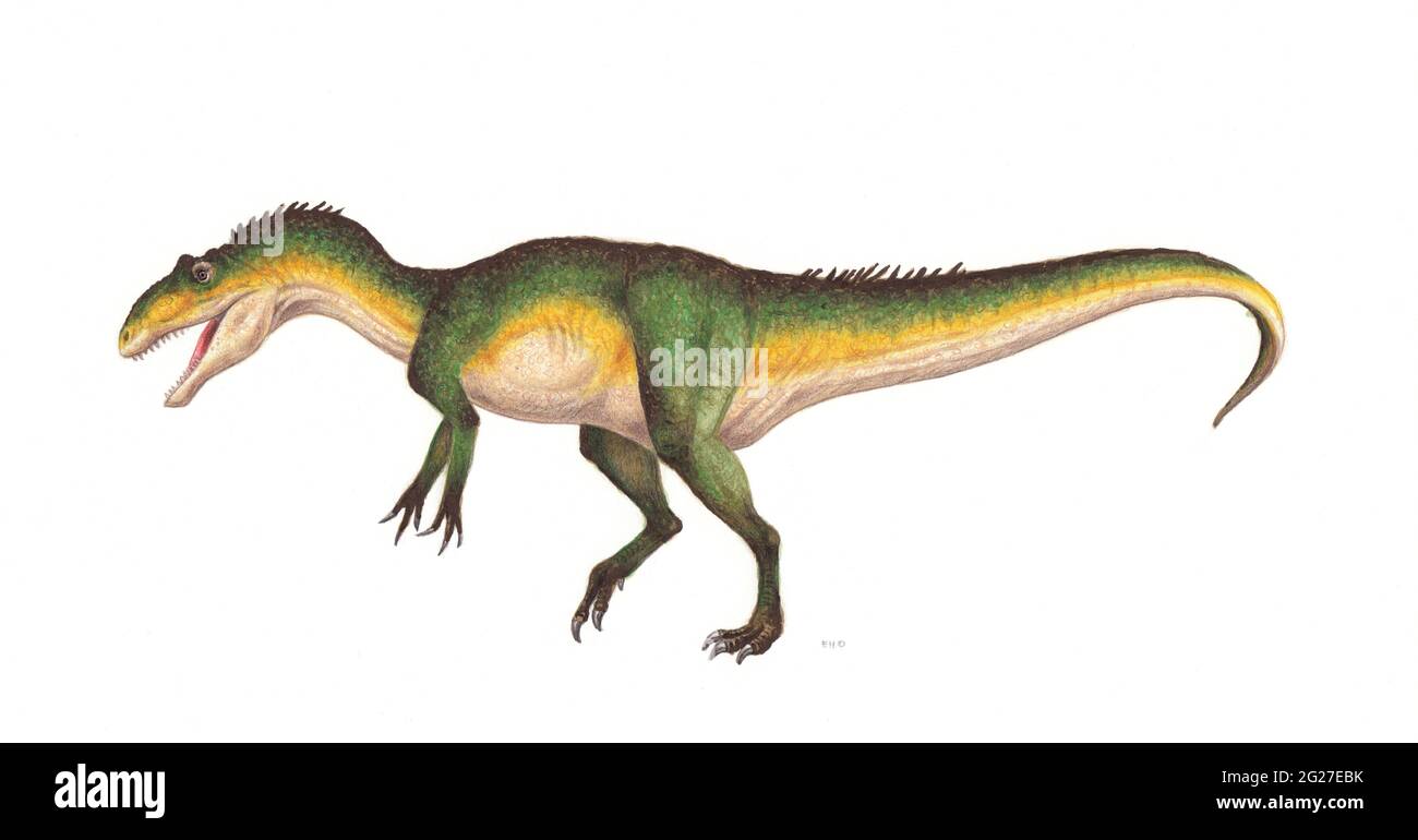 Allosaurus jurassic era predator side Cut Out Stock Images & Pictures ...