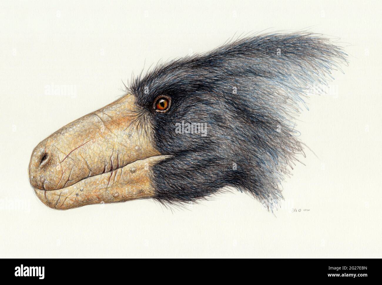 Utahraptor drawing hi-res stock photography and images - Alamy