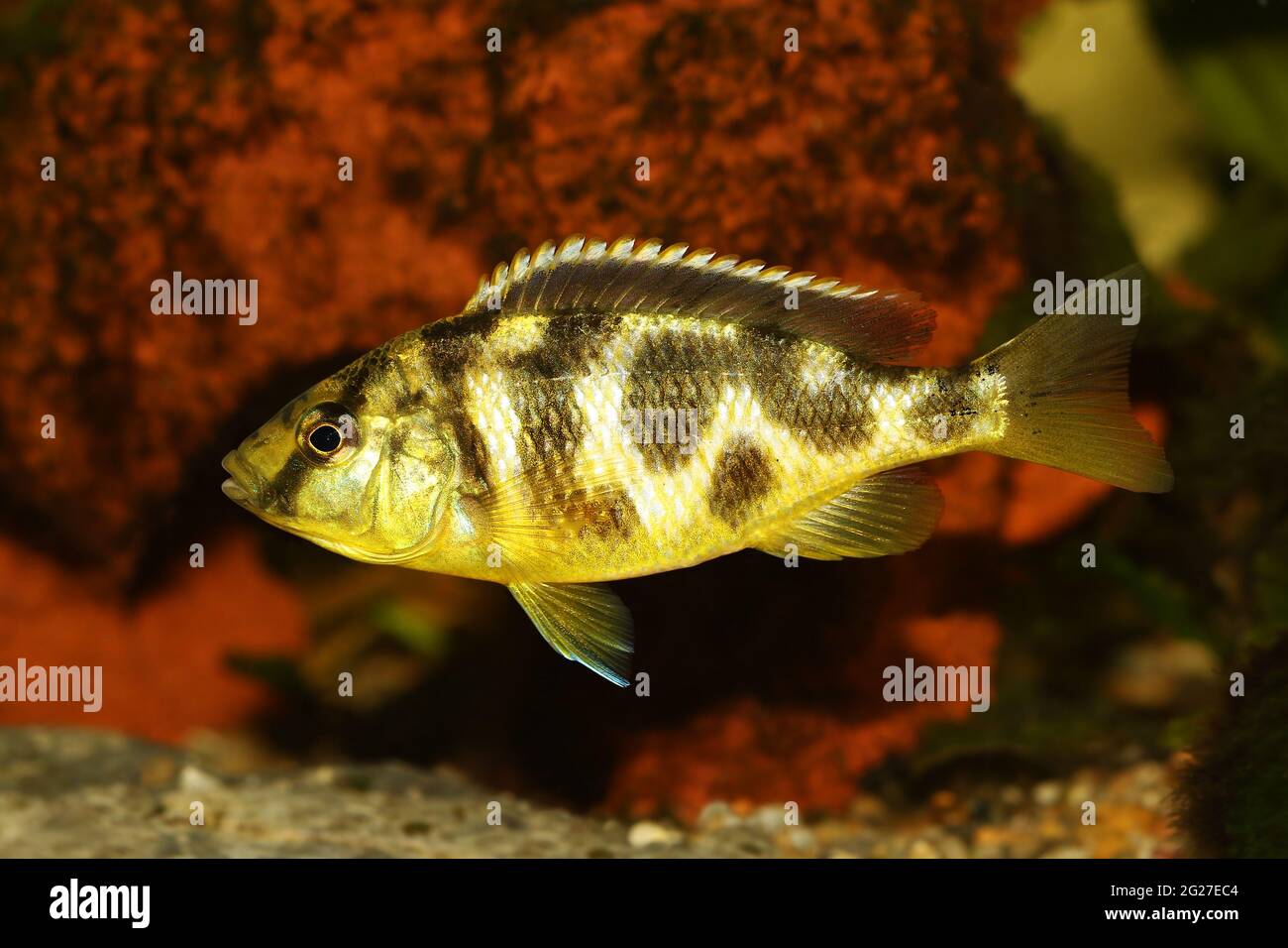 Venustus Cichlid Nimbochromis venustus aquarium fish Stock Photo - Alamy