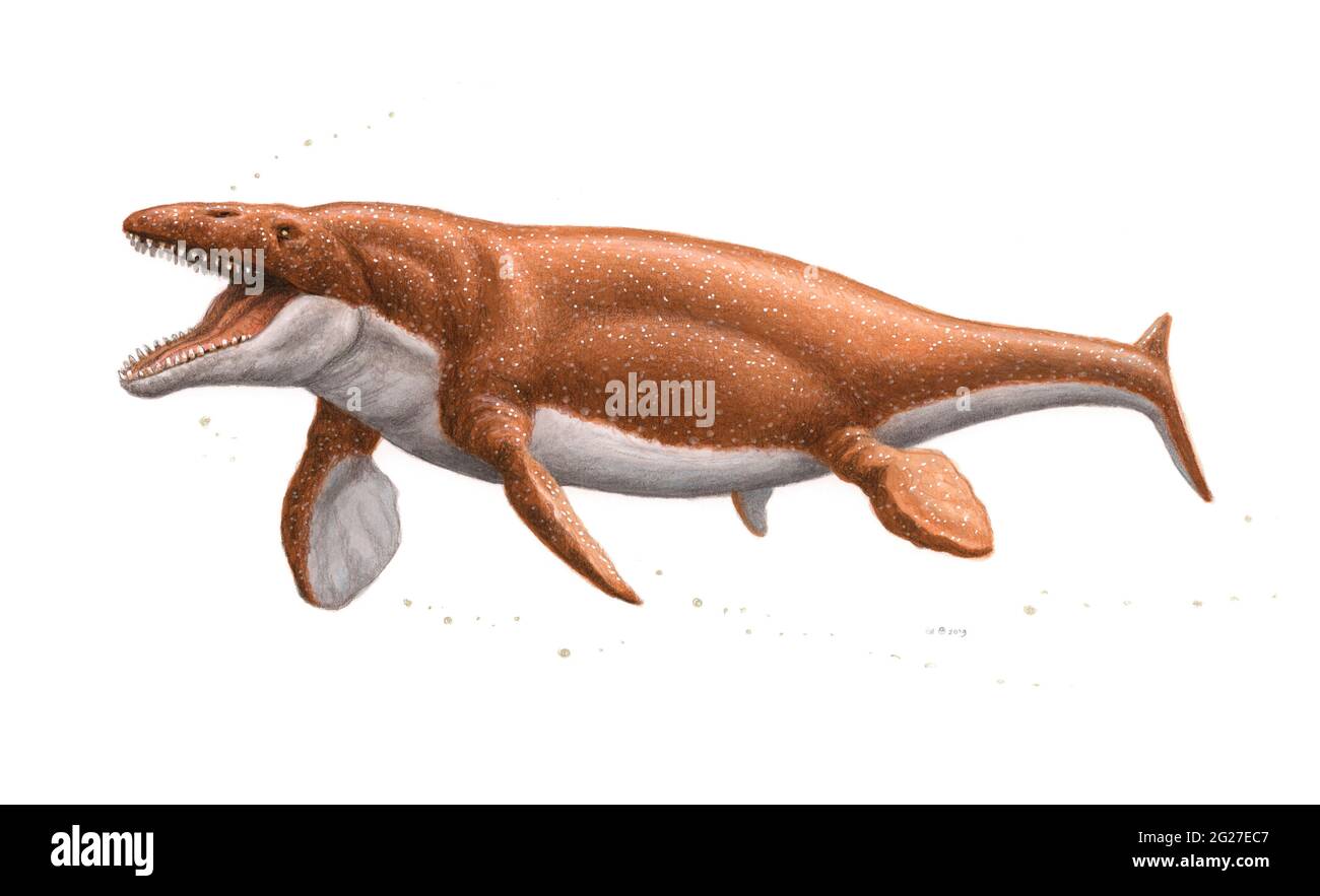 Mosasaur drawing hi-res stock photography and images - Alamy