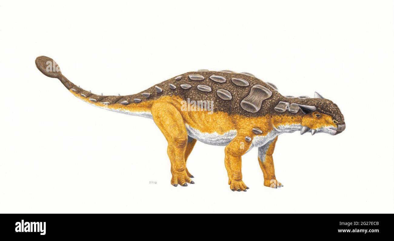Ankylosaurus tail hi-res stock photography and images - Alamy