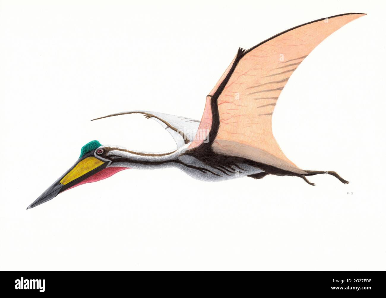 Pterosaur quetzalcoatlus northropi hi-res stock photography and images ...